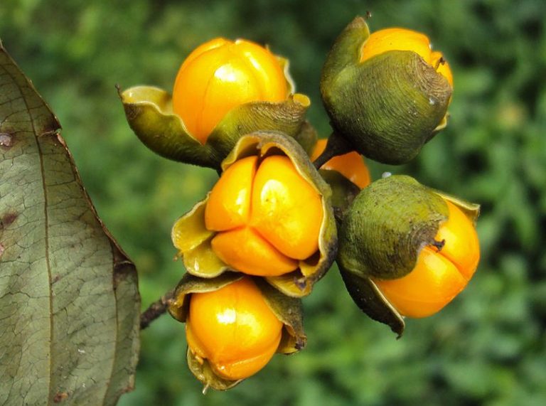 Celastrus Review: Ancient Ayurvedic Brain Booster