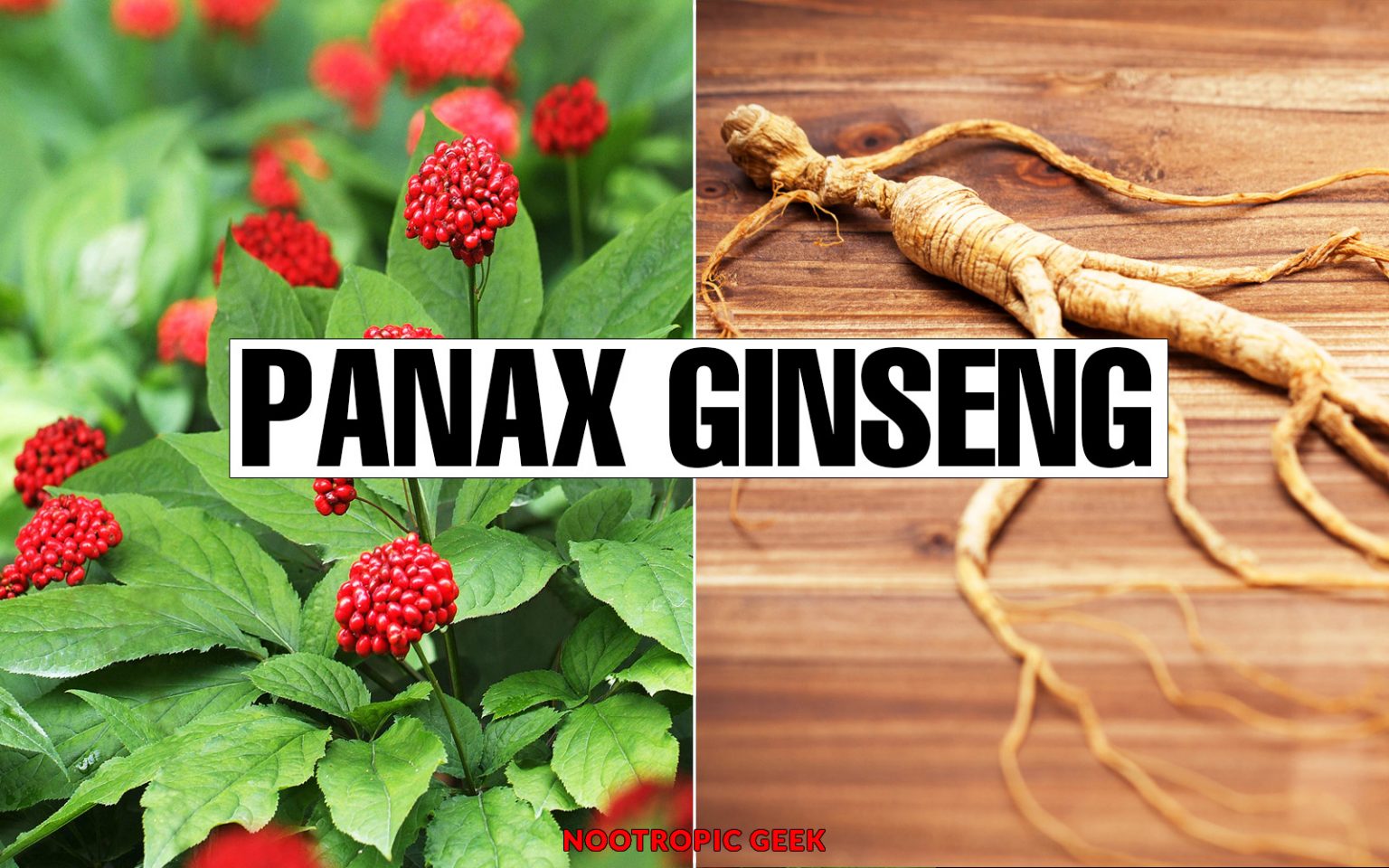 Panax Ginseng Review: What Are The Health Benefits? - Nootropic Geek